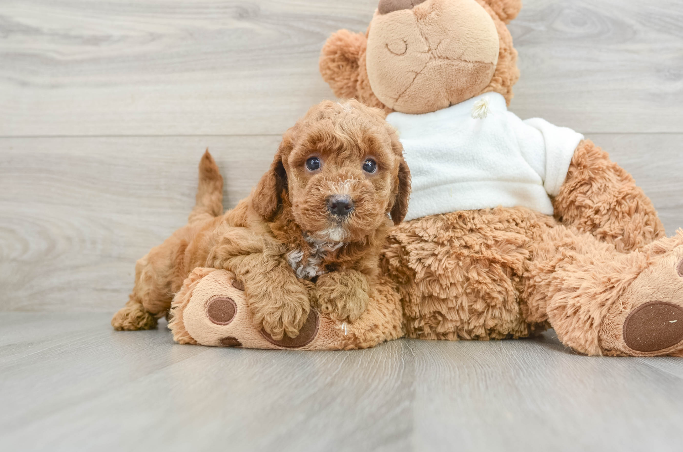 Toy & Mini Doodle Puppies For Sale | Premier Pups