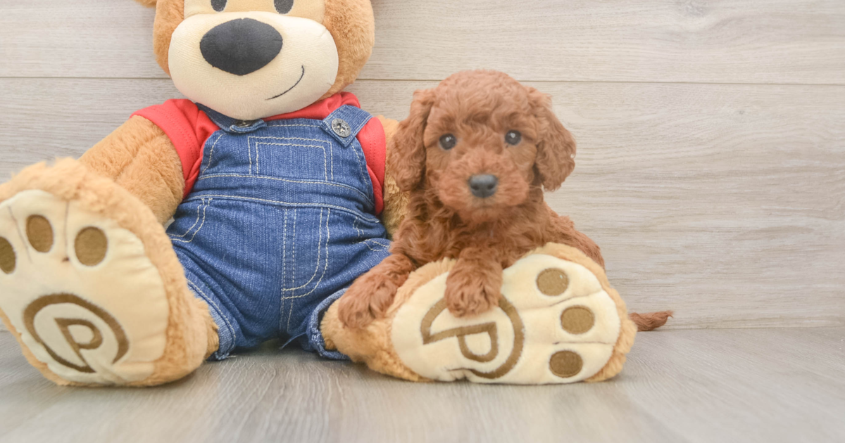 Smart Mini Goldendoodle Basil: 4lb 4oz Doodle Puppy