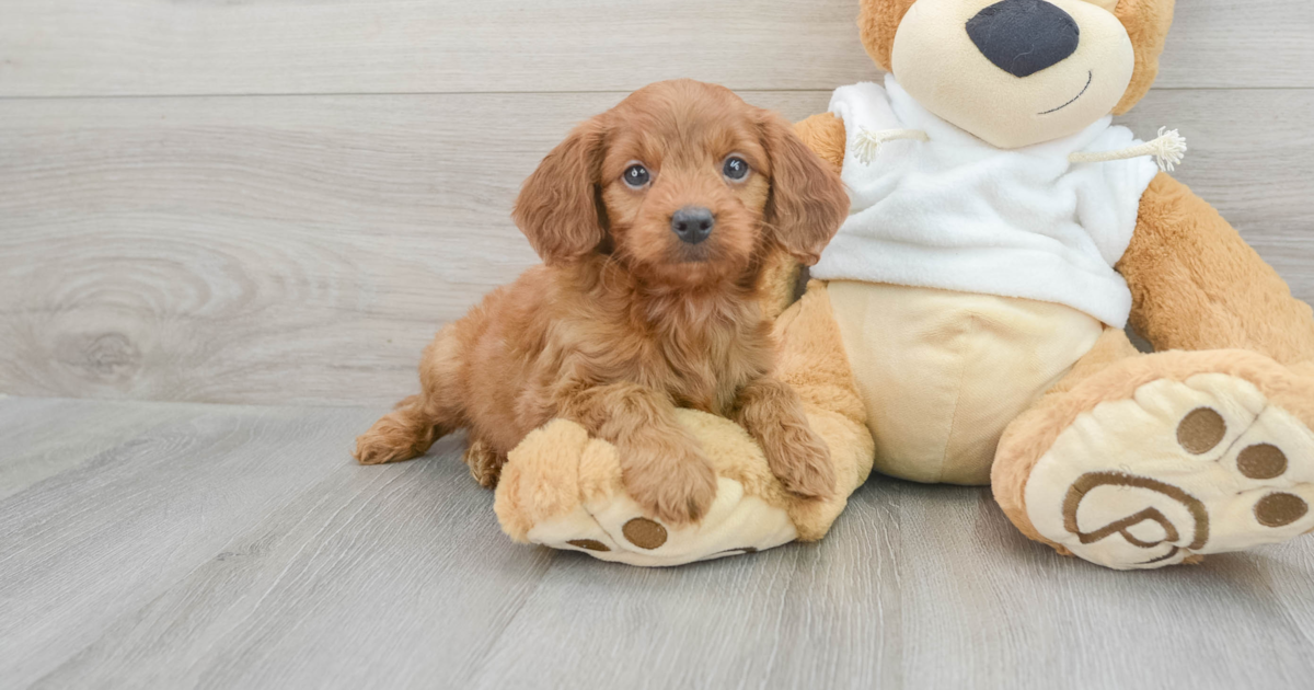 Fluffy Mini Goldendoodle Baylor: 5lb 6oz Doodle Puppy
