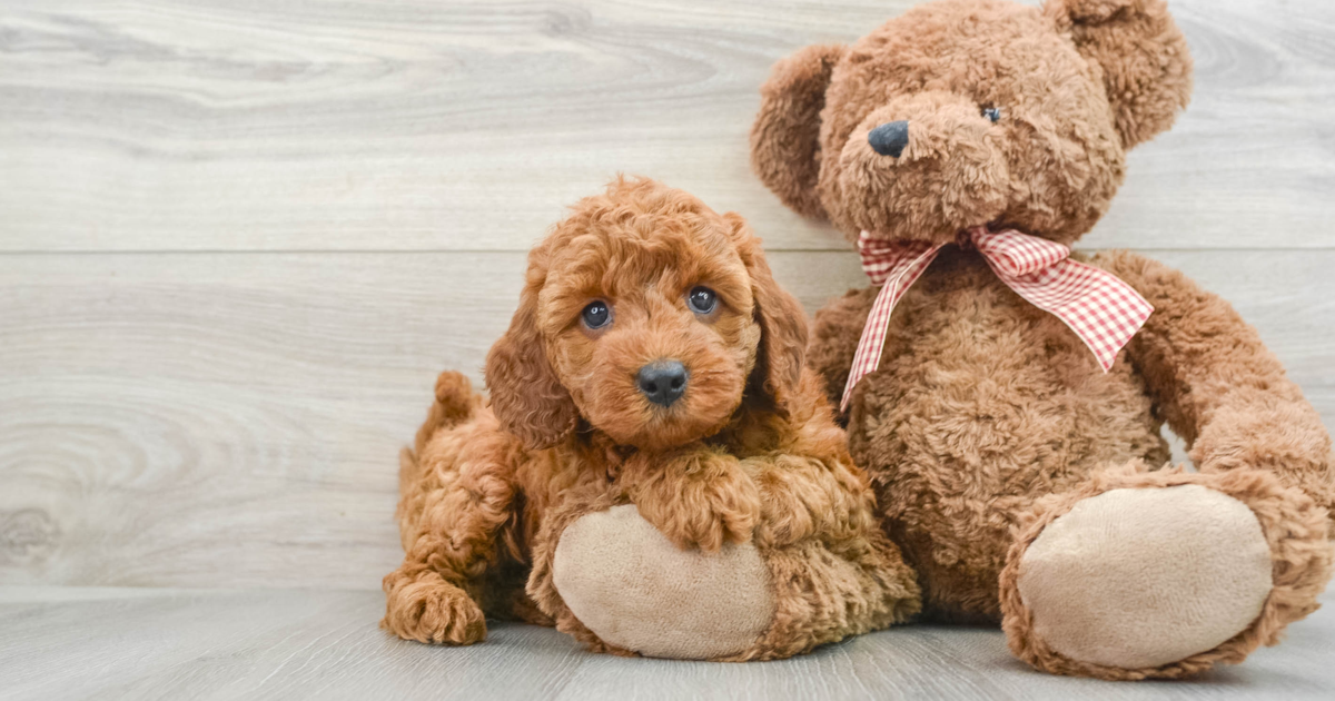 Smart Mini Goldendoodle Belle: 8lb 1oz Doodle Puppy