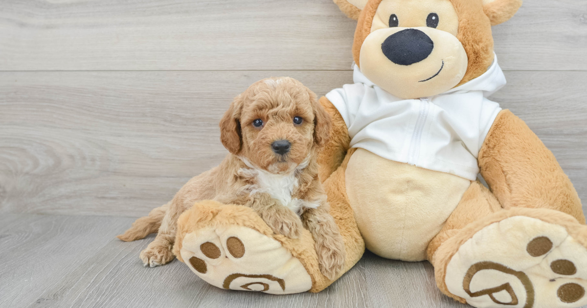 Friendly Mini Goldendoodle Bentley: 4lb 9oz Doodle Puppy