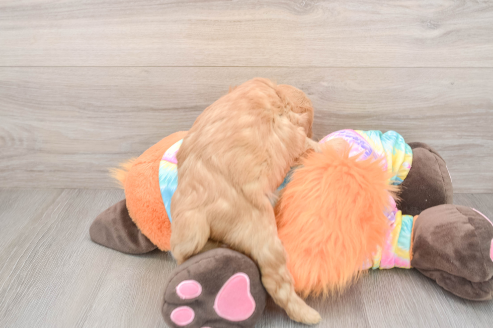 Mini Goldendoodle Bentley: 2lb 12oz Doodle Puppy