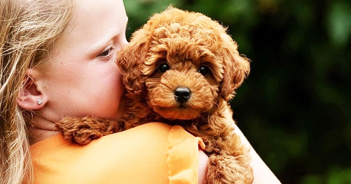 Mini Goldendoodle Puppies for Sale | Premier Pups