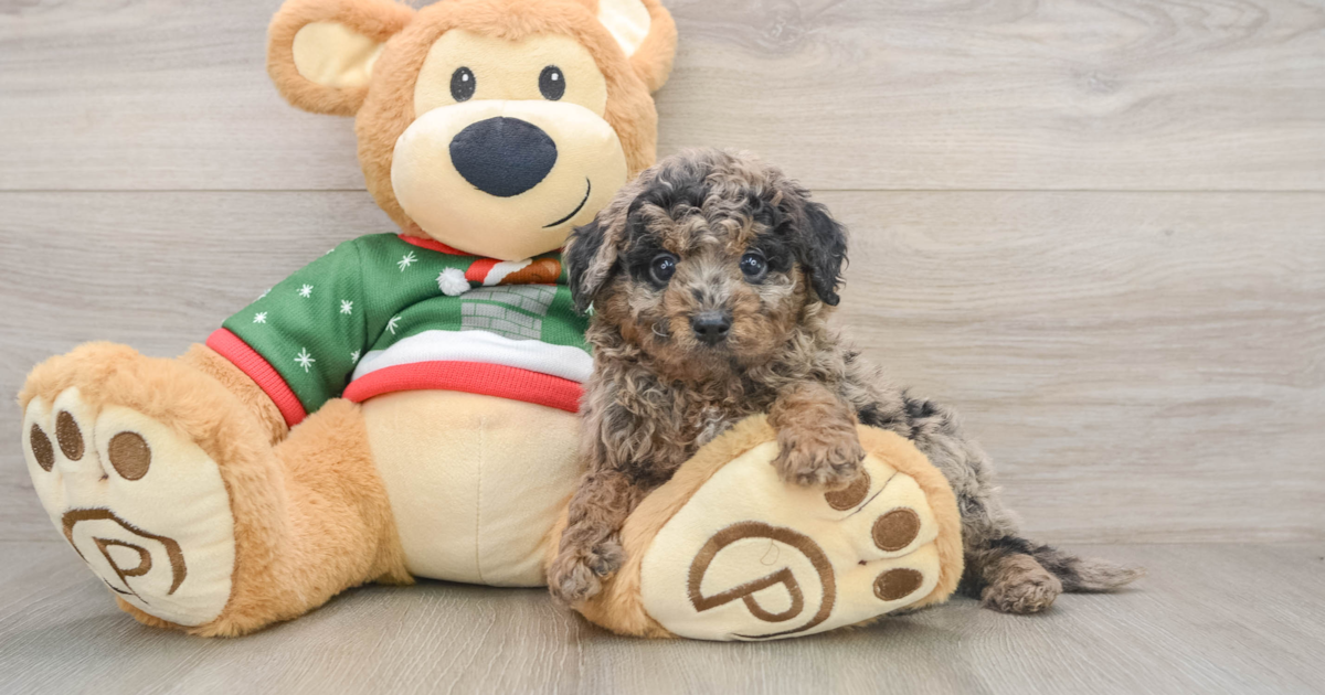 Petite Mini Goldendoodle Carhartt: 3lb 11oz Doodle Puppy