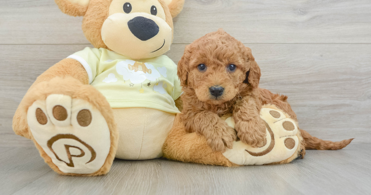 Smart Mini Goldendoodle Chanel: 6lb 5oz Doodle Puppy