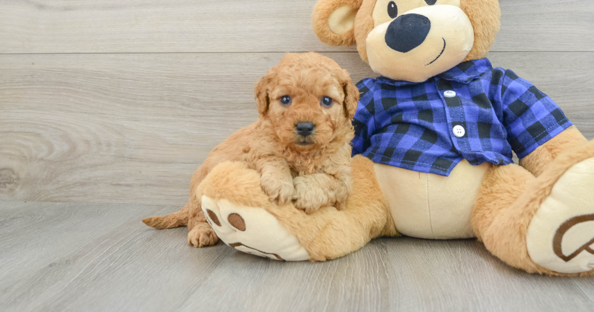 Smart Mini Goldendoodle Charlotte: 3lb 10oz Doodle Puppy