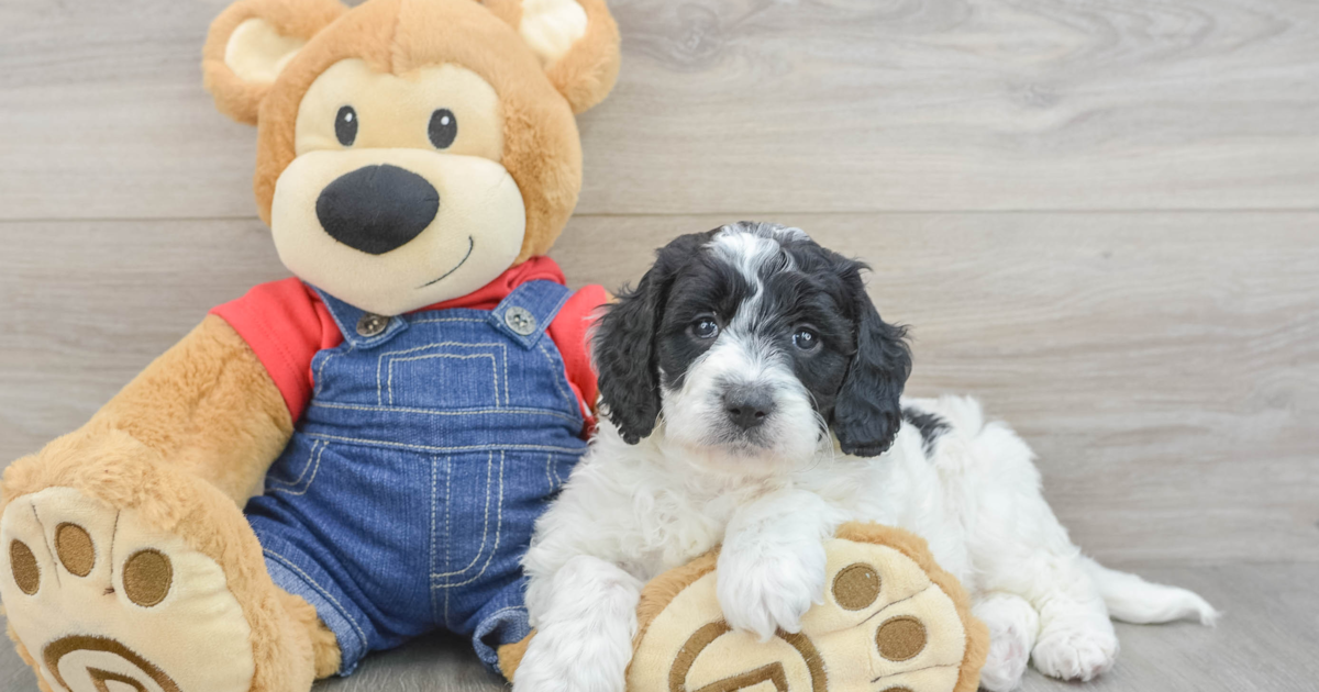 Smart Mini Goldendoodle Charlotte: 8lb 5oz Doodle Puppy