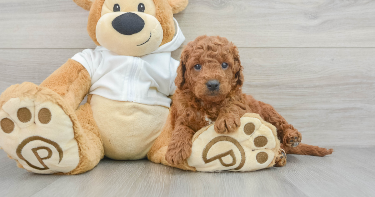 Smart Mini Goldendoodle Cody: 6lb 6oz Doodle Puppy