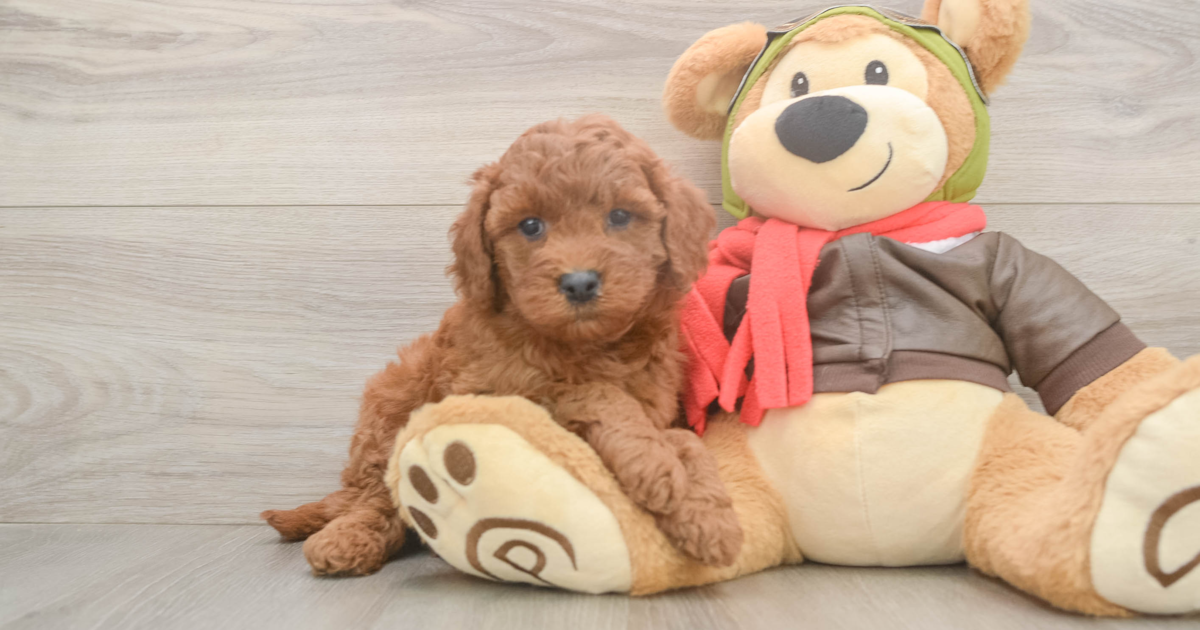 Smart Mini Goldendoodle Cody: 6lb 14oz Doodle Puppy