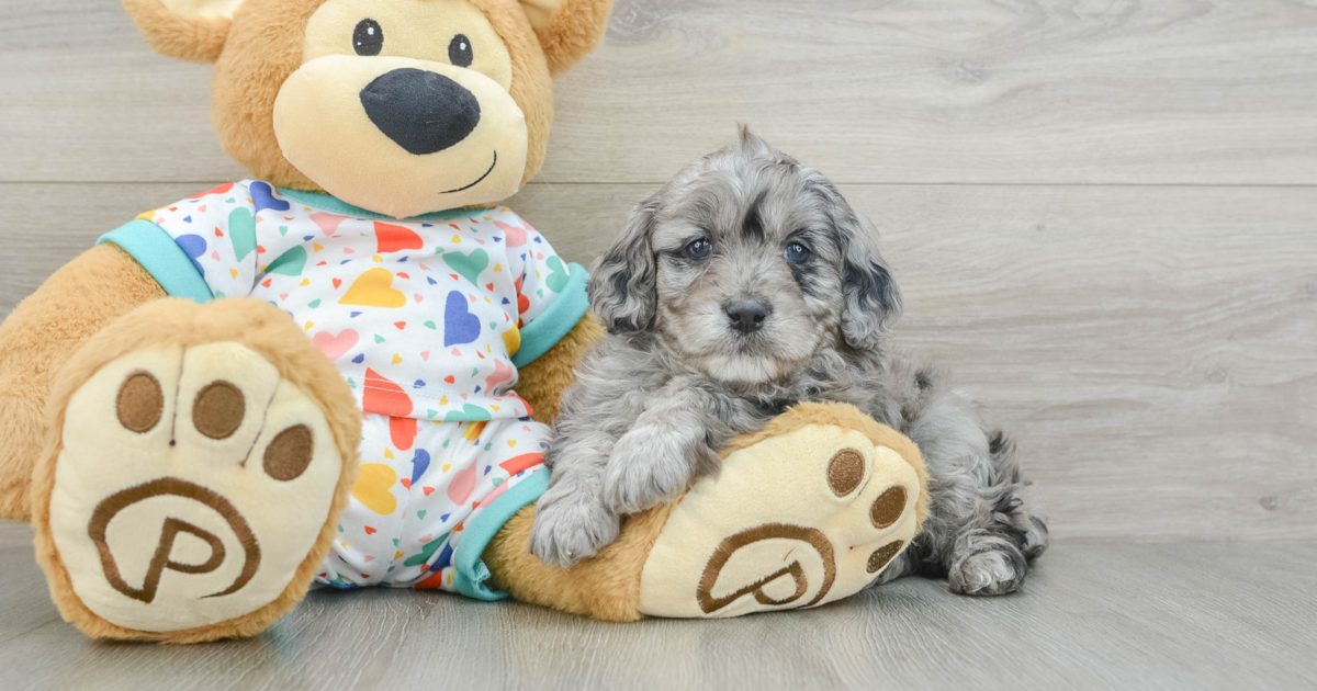 Fluffy Mini Goldendoodle Denny: 8lb 2oz Doodle Puppy