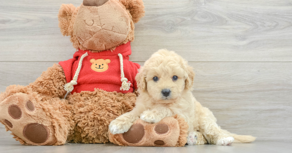 Smart Mini Goldendoodle Dolce: 4lb 8oz Doodle Puppy