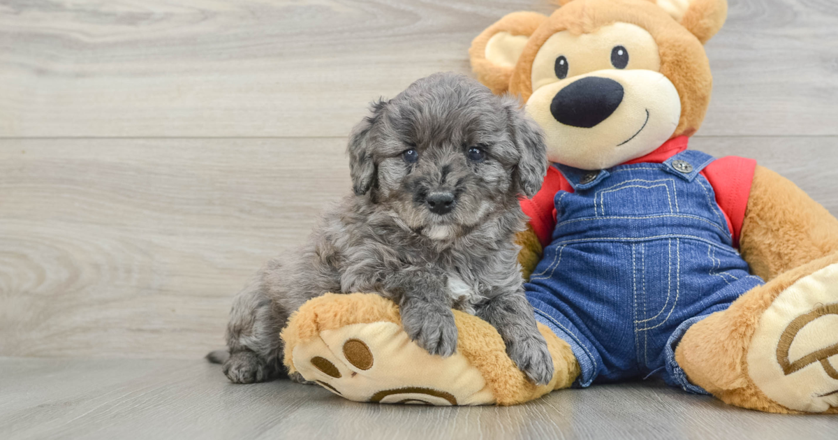Fluffy Mini Goldendoodle Dolce: 5lb 13oz Doodle Puppy