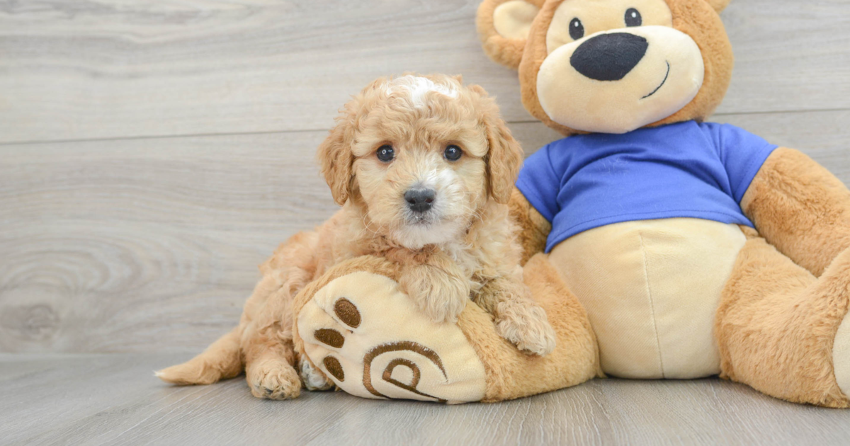 Smart Mini Goldendoodle Donato: 6lb 2oz Doodle Puppy