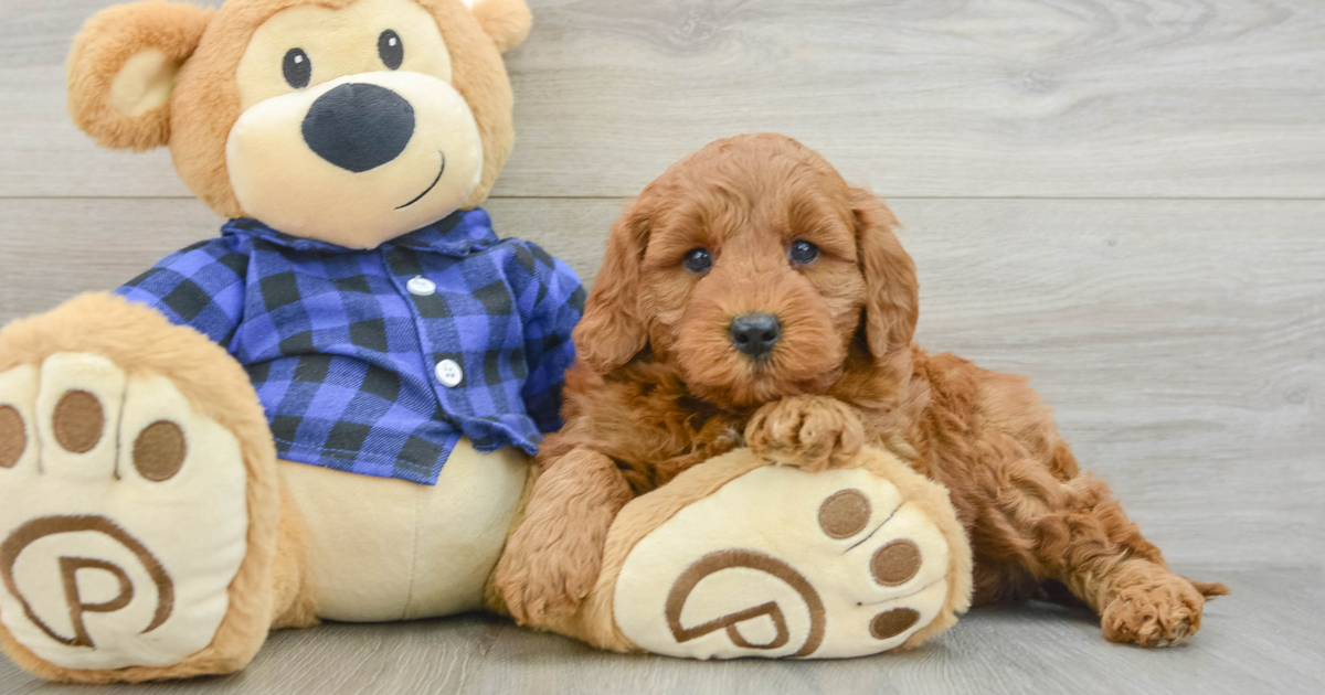 Smart Mini Goldendoodle Donato: 8lb 9oz Doodle Puppy