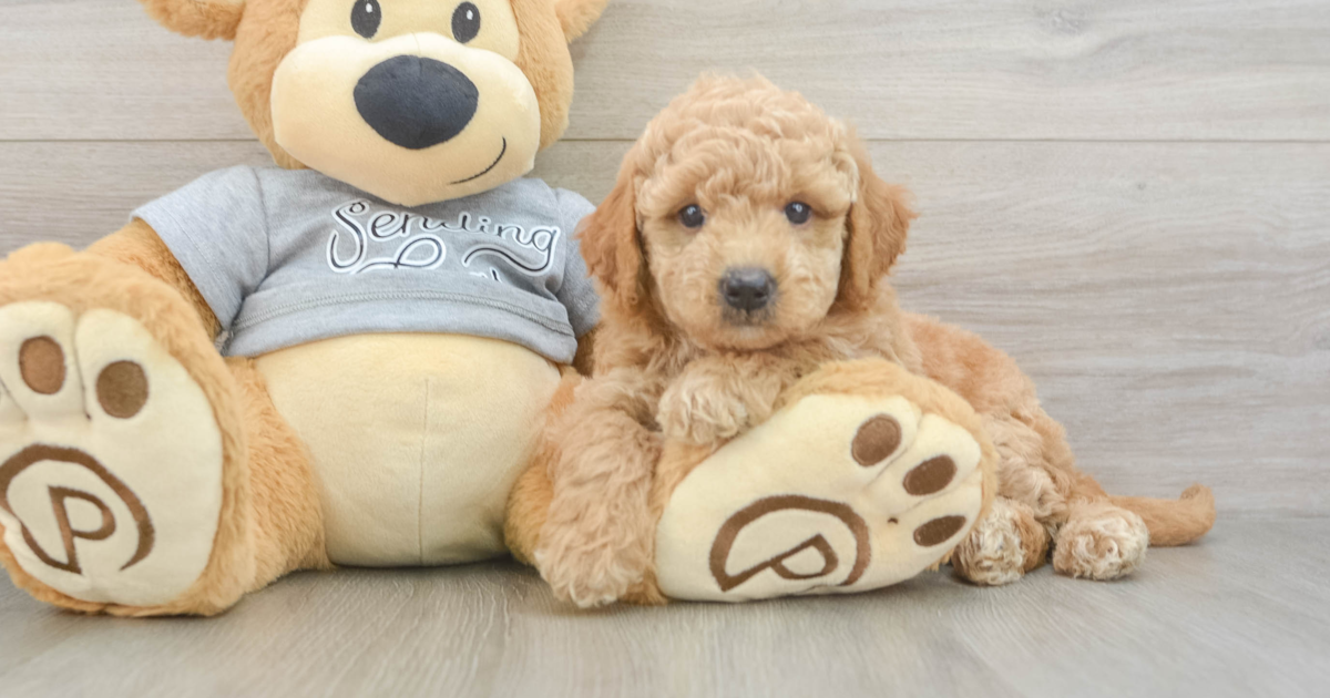 Fluffy Mini Goldendoodle Donato: 6lb 1oz Doodle Puppy