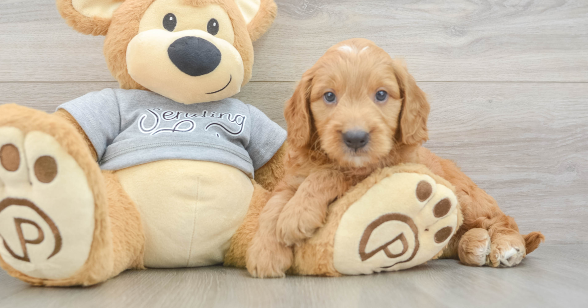 Smart Mini Goldendoodle Dre: 9lb 6oz Doodle Puppy