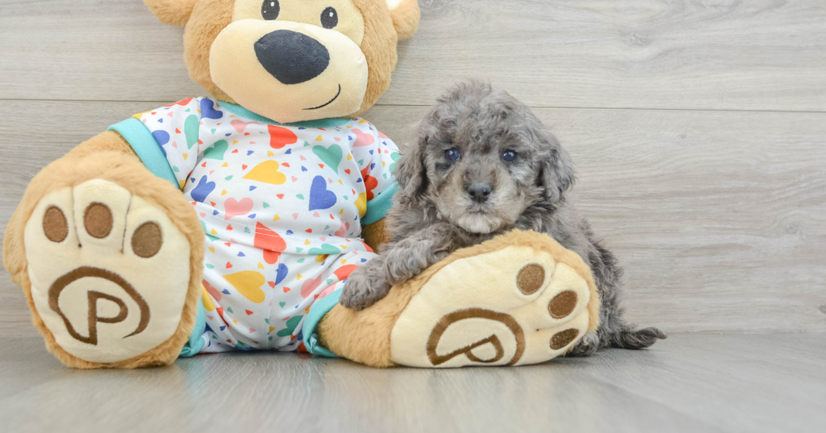 Little Mini Goldendoodle Dusk: 4lb 12oz Doodle Puppy