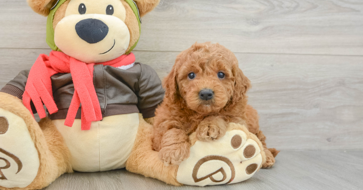 Little Mini Goldendoodle Dusk: 5lb 11oz Doodle Puppy