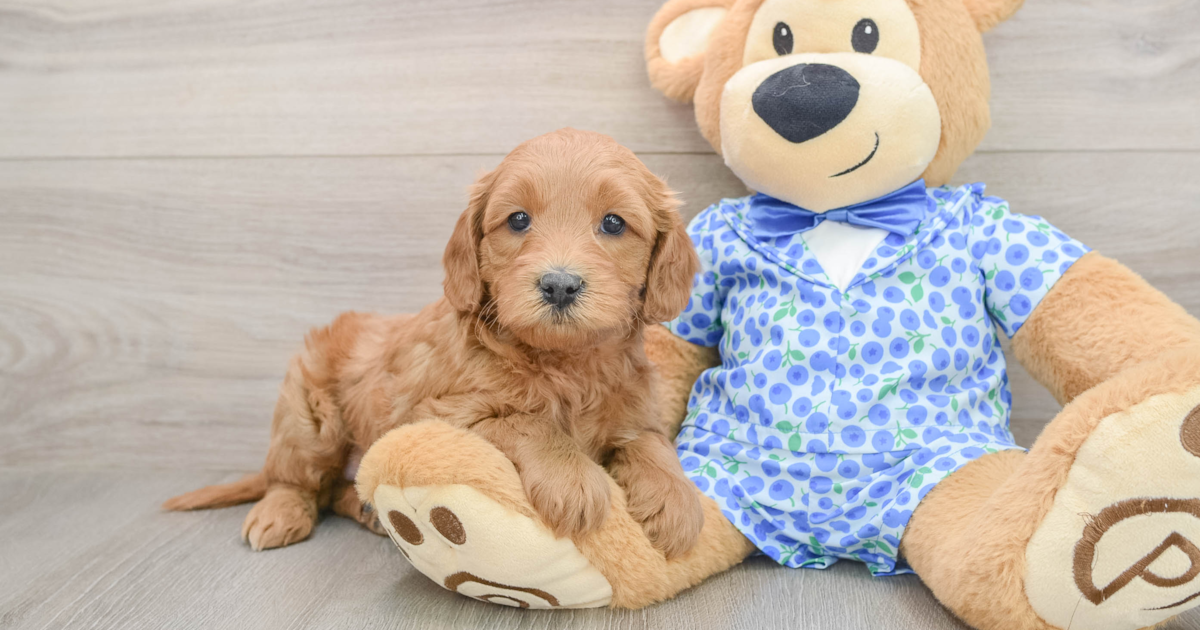 Energetic Mini Goldendoodle Dusk: 5lb 15oz Doodle Puppy