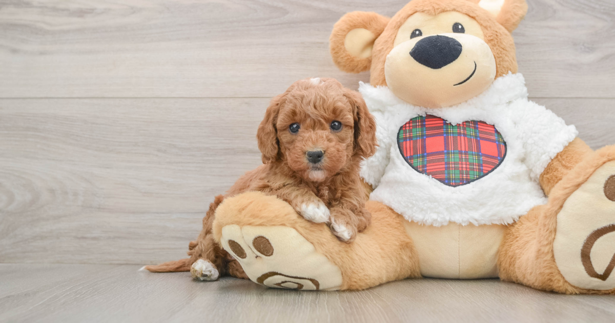 Smart Mini Goldendoodle Effie: 4lb 14oz Doodle Puppy