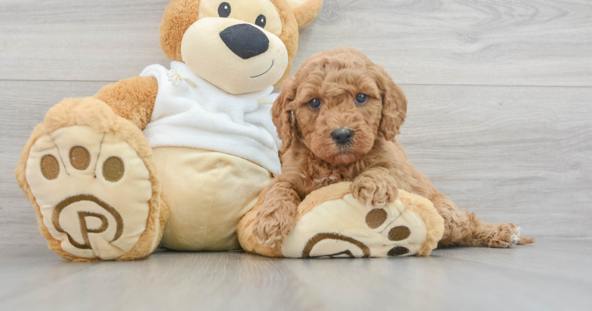Smart Mini Goldendoodle Elon: 6lb 14oz Doodle Puppy