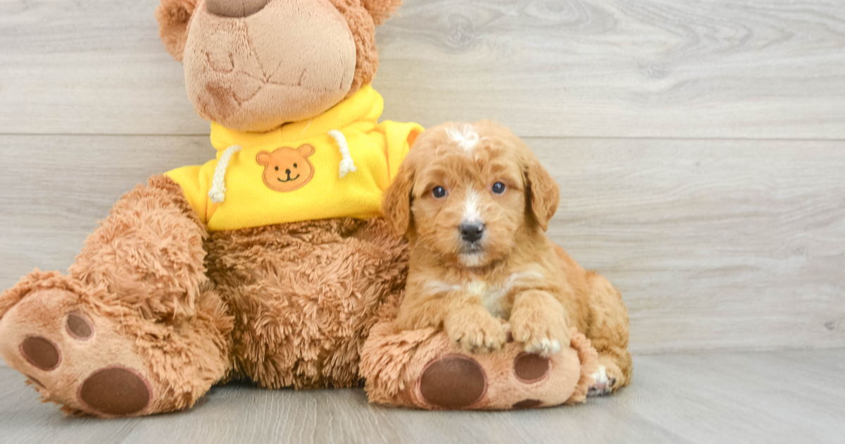 Playful Mini Goldendoodle Elon: 6lb 2oz Doodle Puppy
