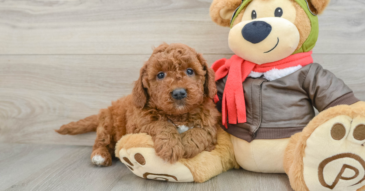 Smart Mini Goldendoodle Elon: 8lb 9oz Doodle Puppy