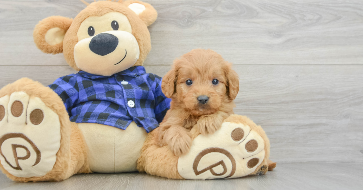 Adorable Mini Goldendoodle Elon: 4lb 5oz Doodle Puppy