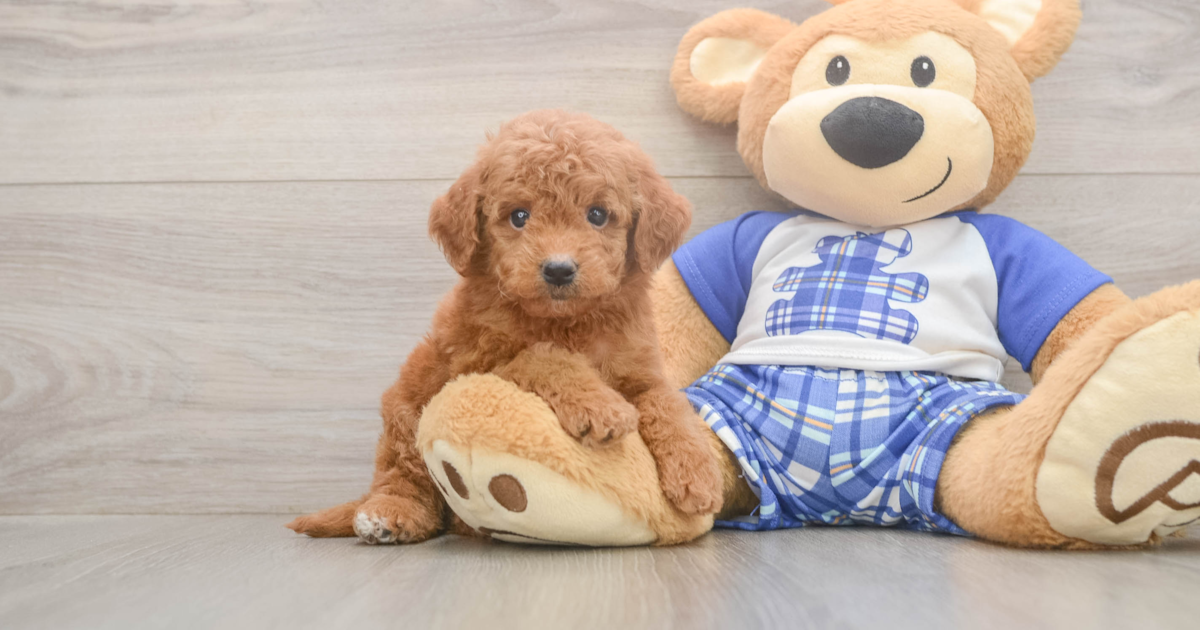 Sweet Mini Goldendoodle Elon: 3lb 1oz Doodle Puppy