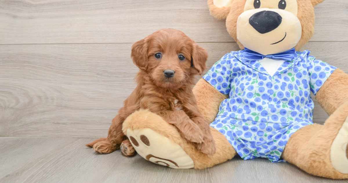 Hypoallergenic Mini Goldendoodle Eminem: 4lb 4oz Doodle Puppy