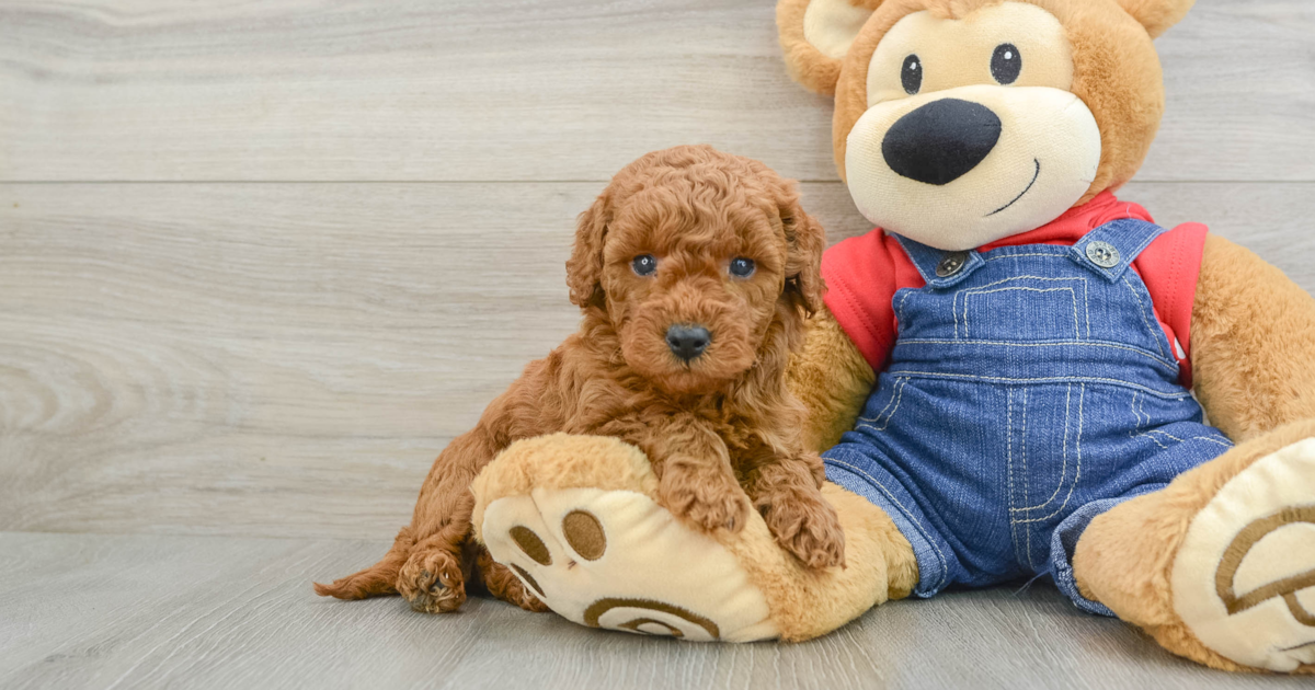 Smart Mini Goldendoodle Emjay: 4lb 5oz Doodle Puppy
