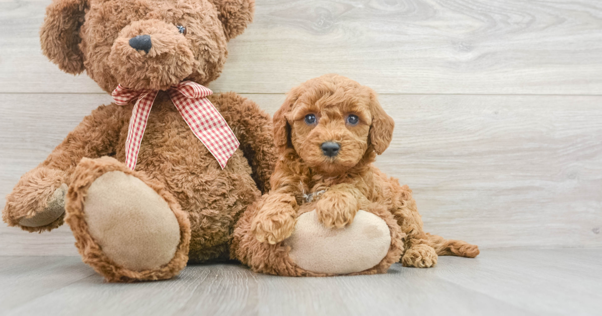Fluffy Mini Goldendoodle Envy: 4lb 5oz Doodle Puppy