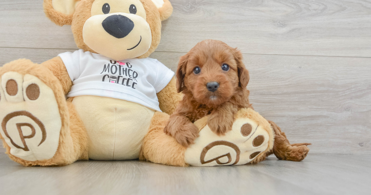 Energetic Mini Goldendoodle Envy: 5lb 11oz Doodle Puppy
