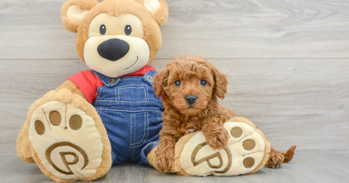 Smart Mini Goldendoodle Envy: 4lb 8oz Doodle Puppy