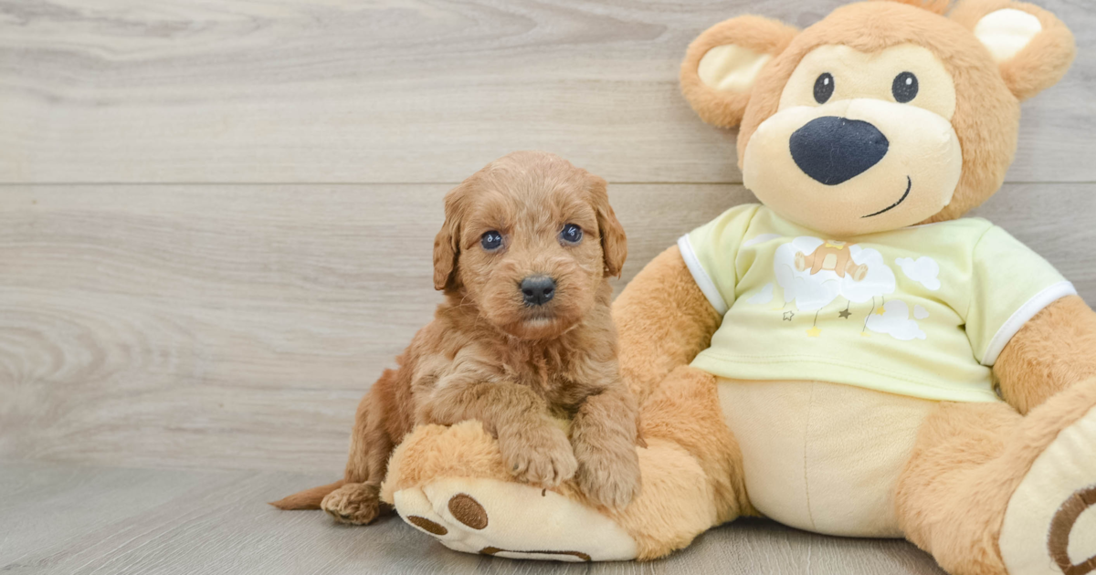 Smart Mini Goldendoodle Envy: 6lb 15oz Doodle Puppy