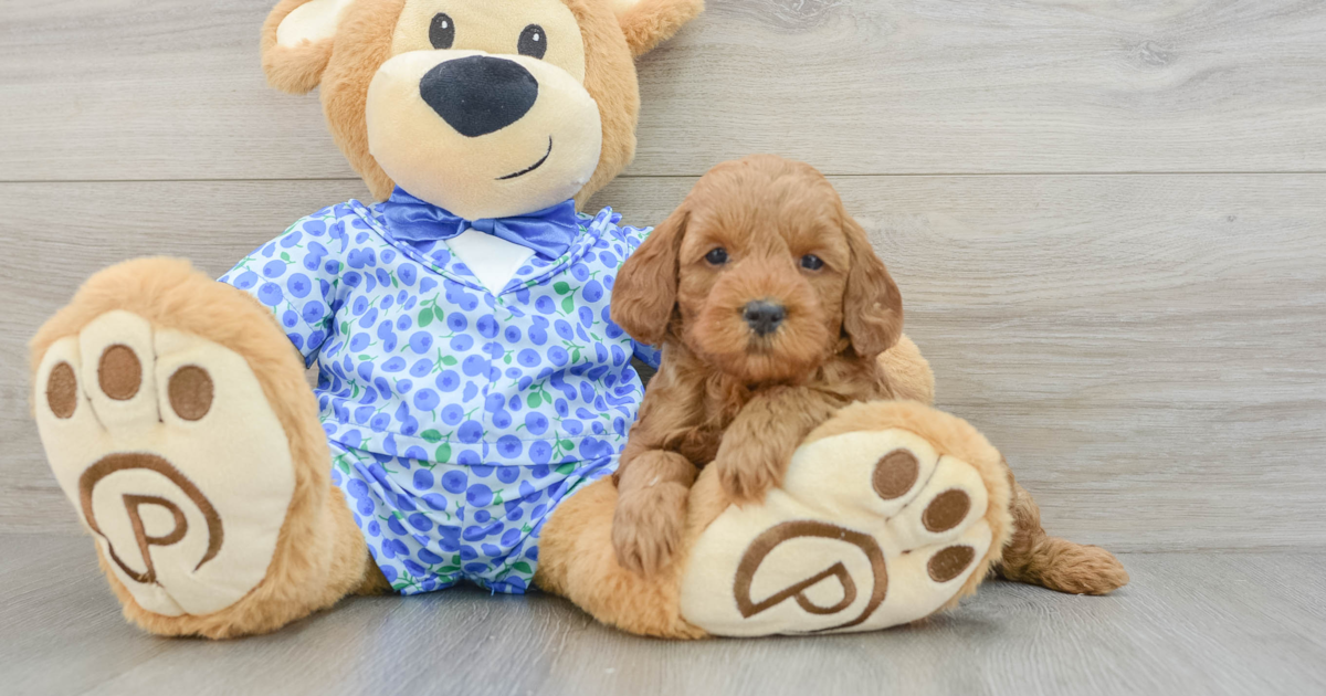 Smart Mini Goldendoodle Felicia: 4lb 14oz Doodle Puppy