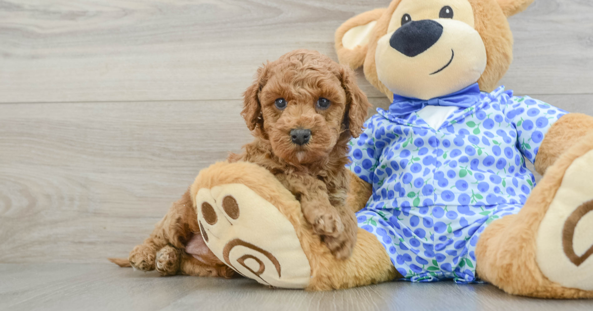 Smart Mini Goldendoodle Felicia: 5lb 3oz Doodle Puppy