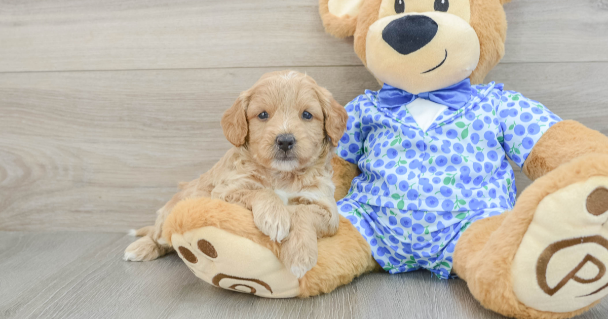Smart Mini Goldendoodle Fiona: 5lb 13oz Doodle Puppy
