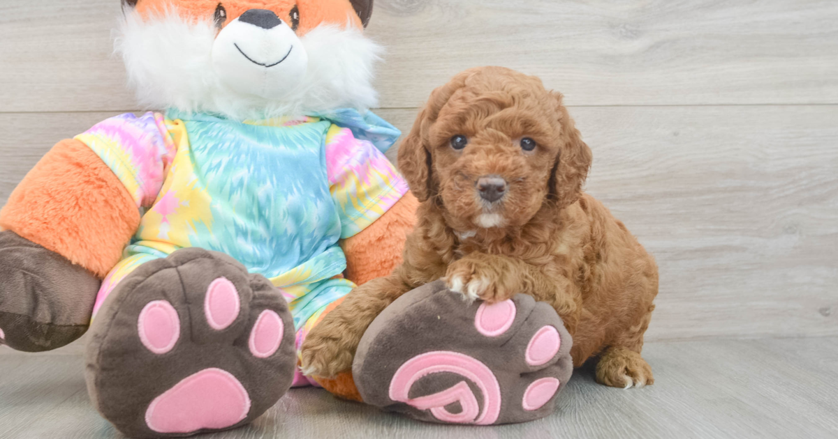 Fluffy Mini Goldendoodle Fiona: 6lb 2oz Doodle Puppy