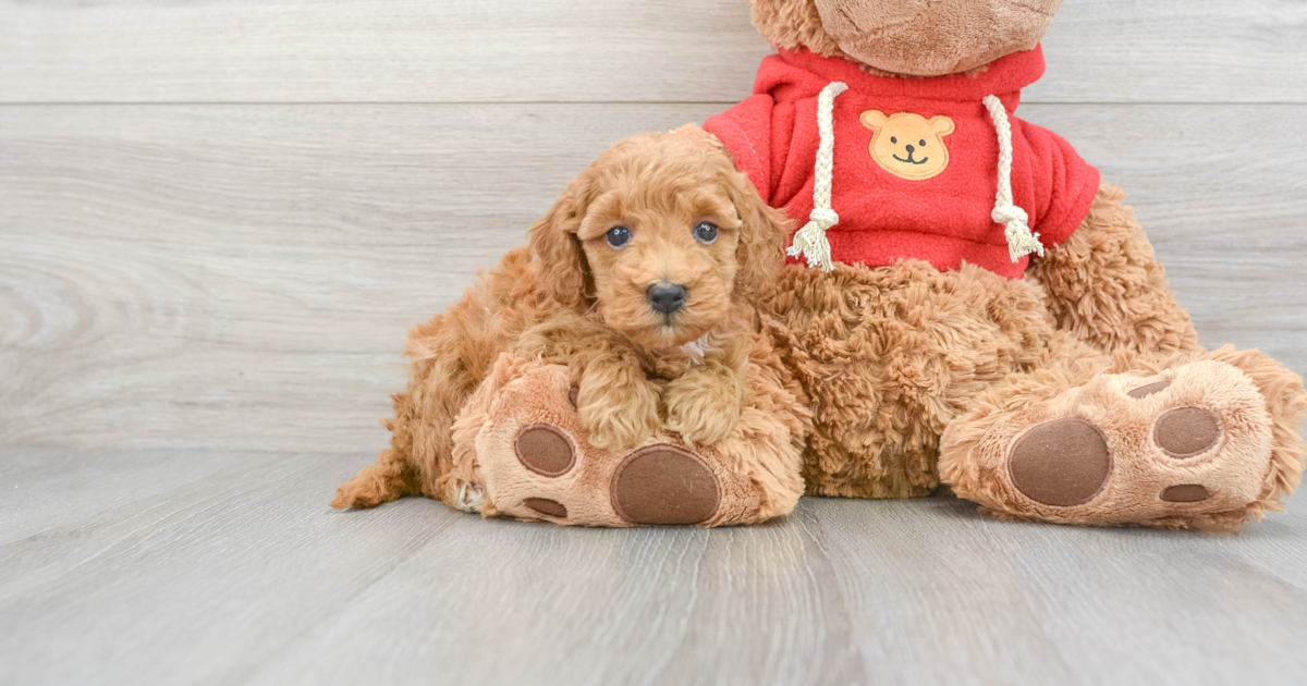 Adorable Mini Goldendoodle Flo: 3lb 14oz Doodle Puppy