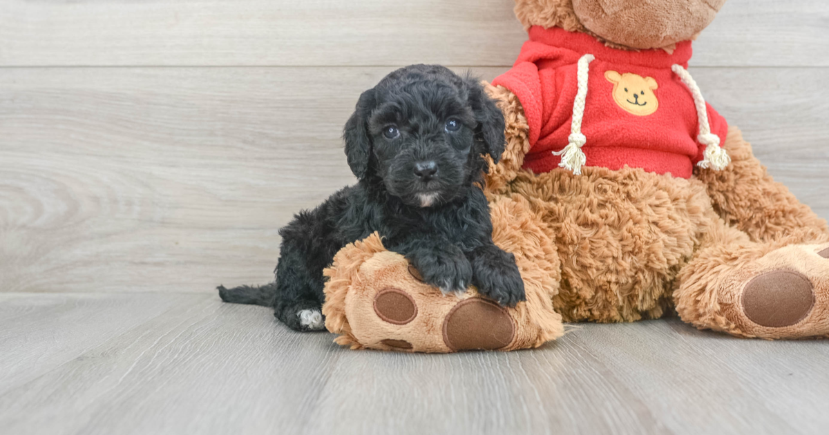 Funny Mini Goldendoodle Flo: 3lb 10oz Doodle Puppy