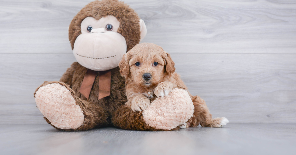 Fluffy Mini Goldendoodle Flo: 3lb 4oz Doodle Puppy