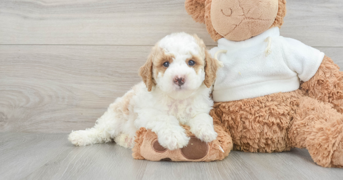 Fluffy Mini Goldendoodle Flo: 6lb 13oz Doodle Puppy