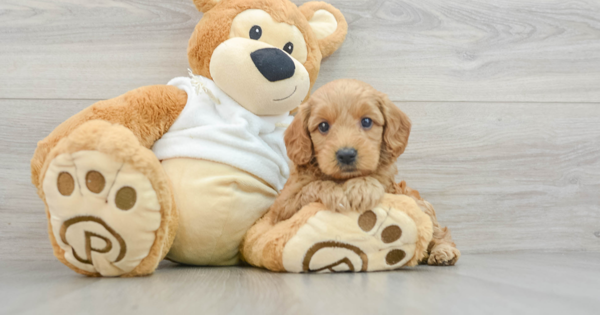 Fluffy Mini Goldendoodle Flo: 4lb 9oz Doodle Puppy