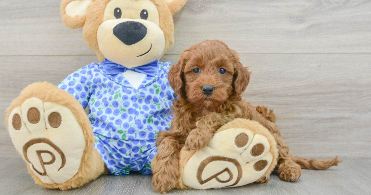 Energetic Mini Goldendoodle Flo: 5lb 8oz Doodle Puppy