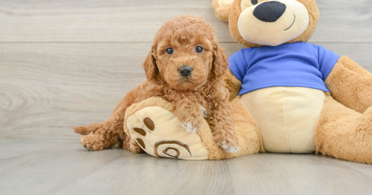 Sweet Mini Goldendoodle Flo: 6lb 2oz Doodle Puppy