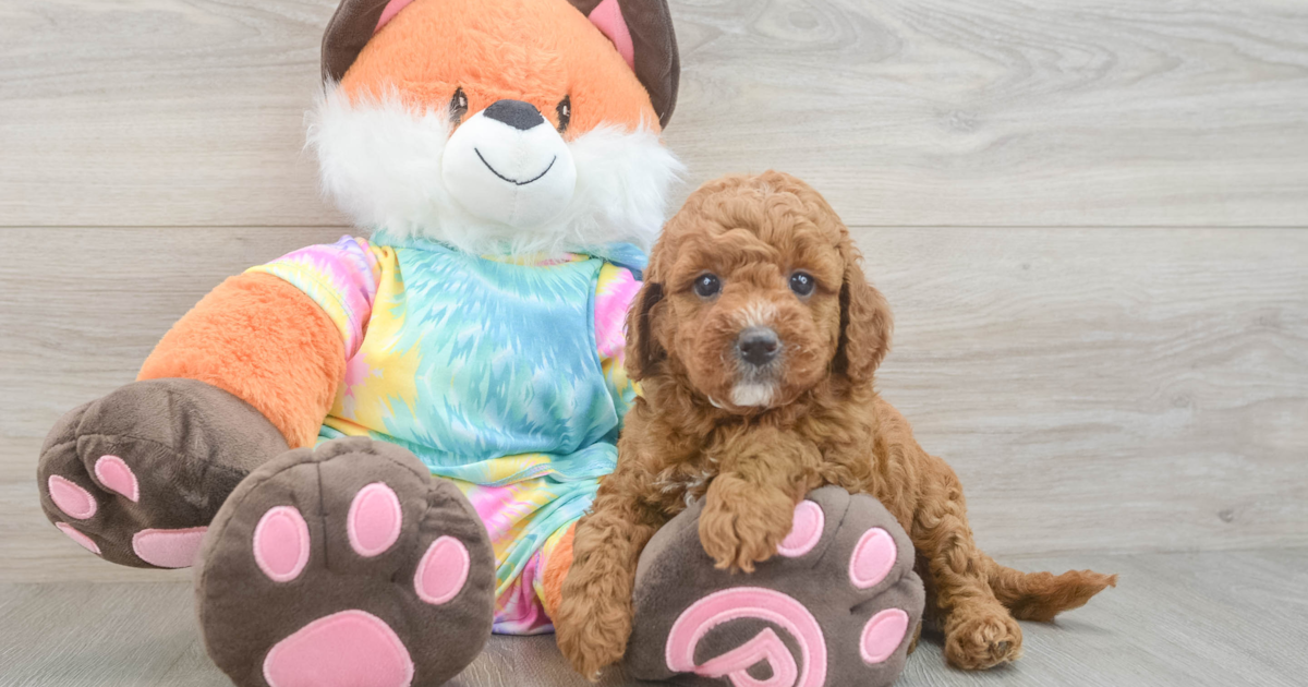 Fluffy Mini Goldendoodle Flo: 5lb 7oz Doodle Puppy