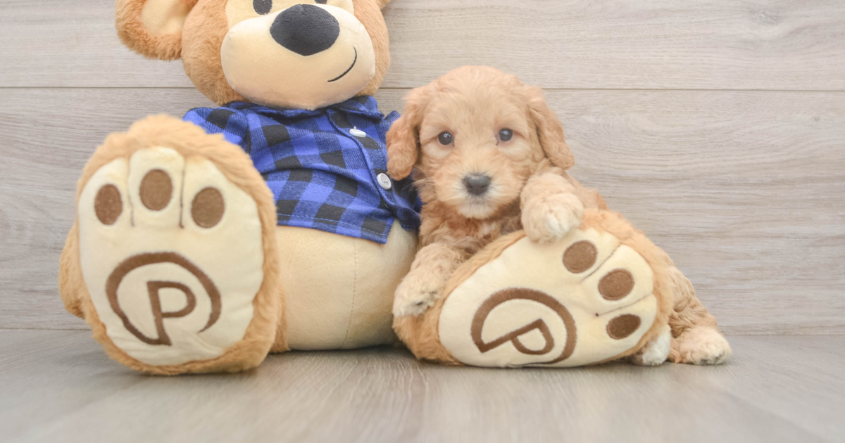 Smart Mini Goldendoodle Flo: 4lb 9oz Doodle Puppy