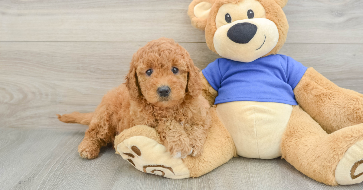 Smart Mini Goldendoodle Francesca: 6lb 10oz Doodle Puppy