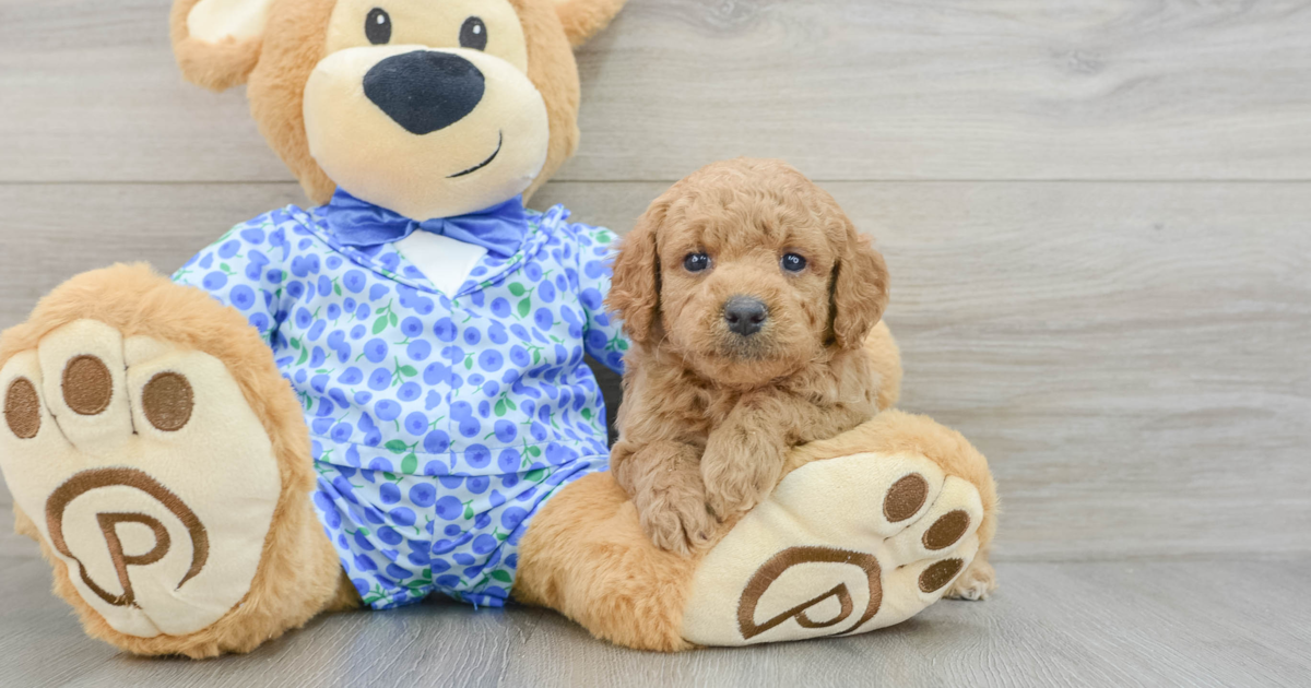 Fluffy Mini Goldendoodle Freya: 4lb 8oz Doodle Puppy
